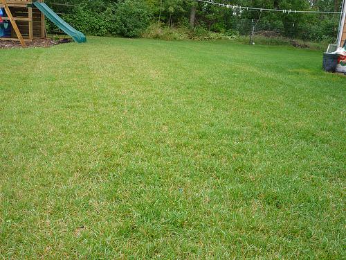 What is Kentucky bluegrass? – Water Conservation for Lawn and Landscape